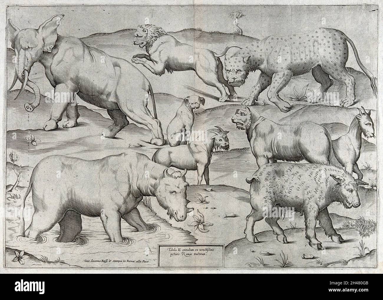 A variety of animals copied from artworks in Rome, including elephants ...