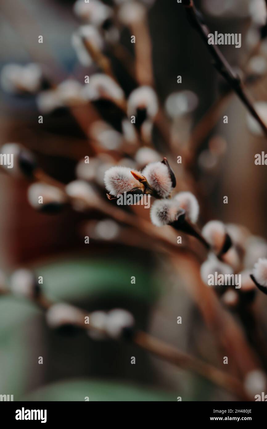 Beautiful fluffy willow branches with catkins on nature background ...