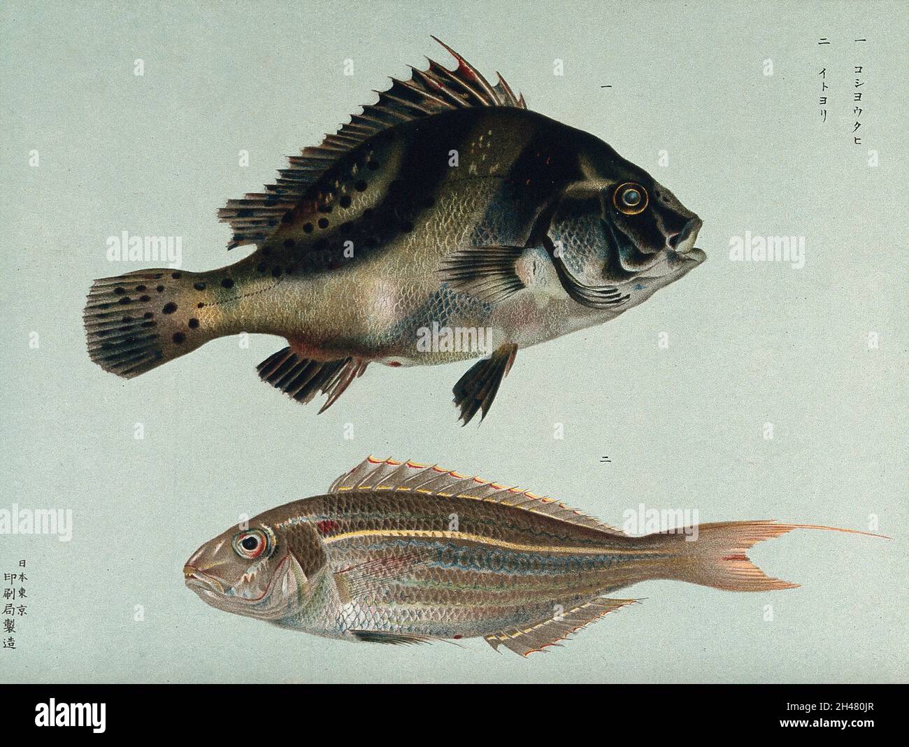 Two fish. Colour lithograph, 1884 Stock Photo - Alamy