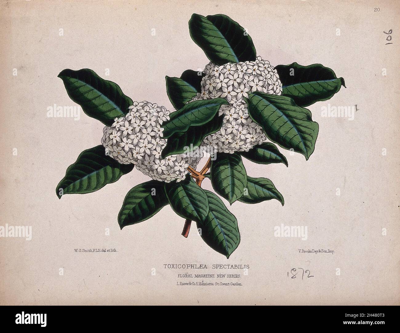 Acokanthera acokanthera spectabilis hi-res stock photography and images ...