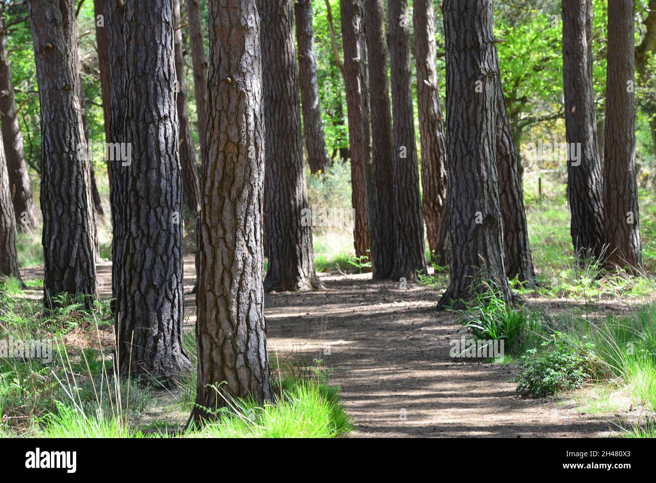 Scots pine trees at RSPB reserve, Arne, Dorset Stock Photo - Alamy