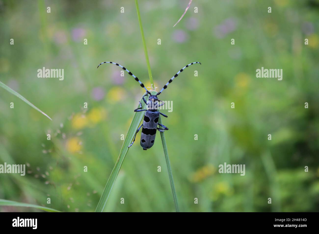 Alpine longhorn beetle, Rosalia alpina in the National park Tara in ...