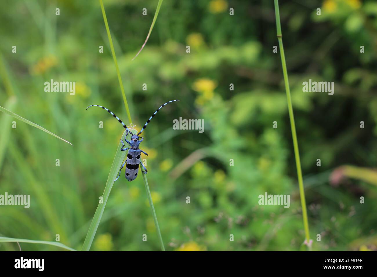 Alpine longhorn beetle, Rosalia alpina in the National park Tara in ...