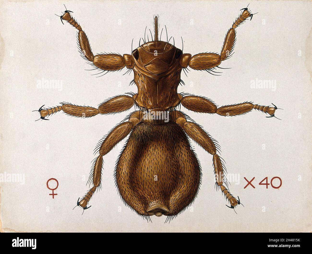 A wingless sheep fly (Melophagus ovinus). Coloured drawing by A.J.E ...