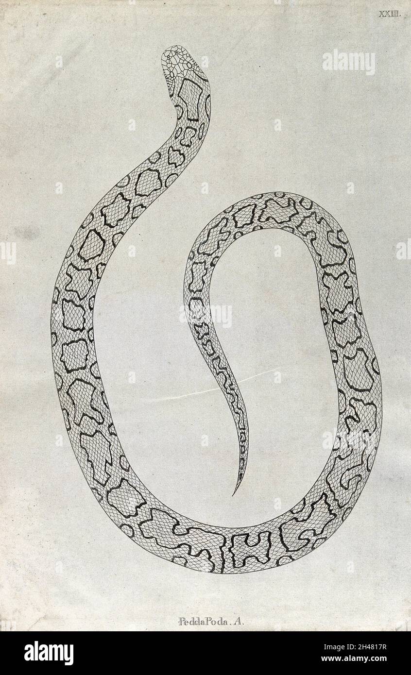 Indian reptiles snake hi-res stock photography and images - Alamy