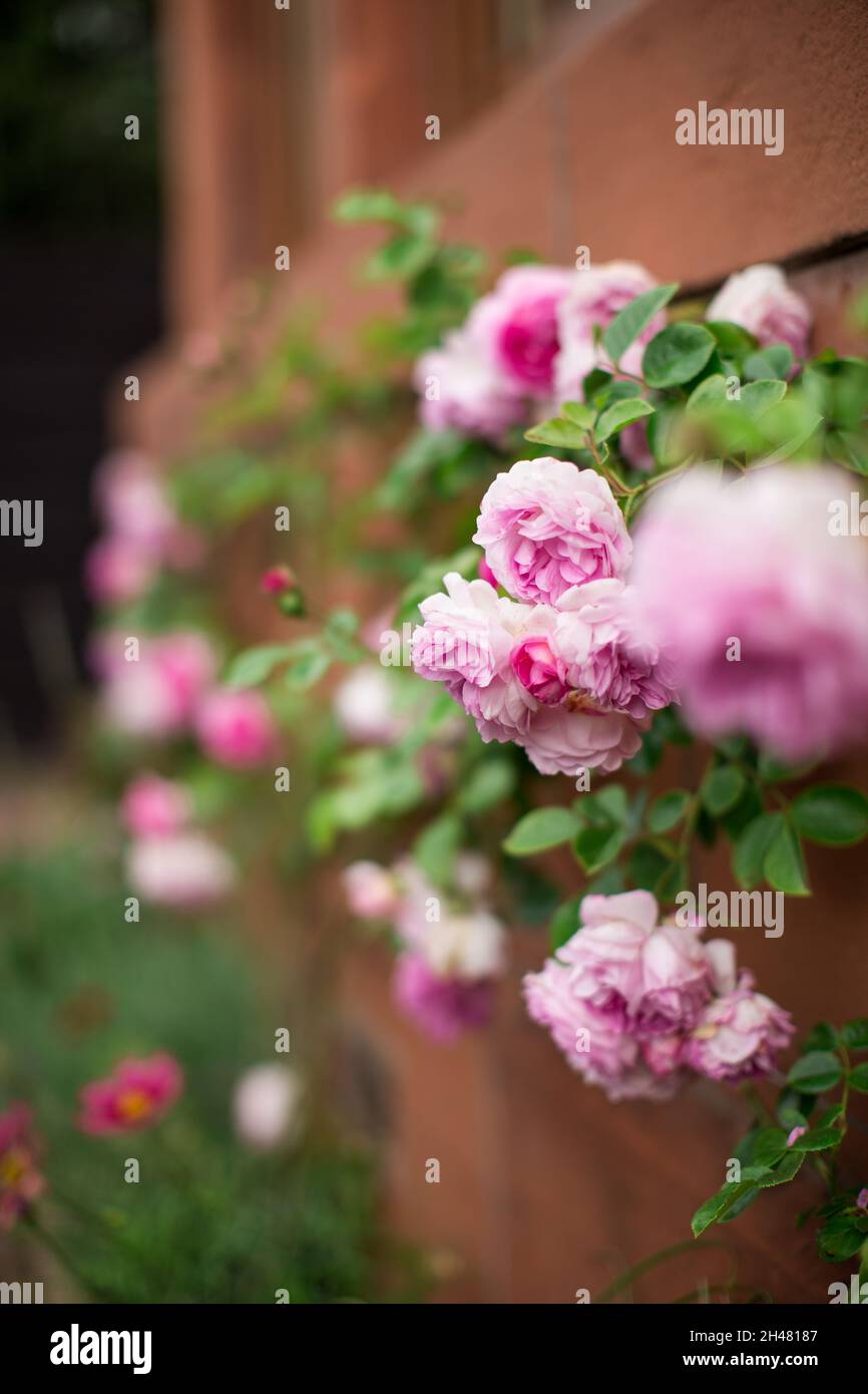 Climbing roses in Cottage Garden Stock Photo - Alamy