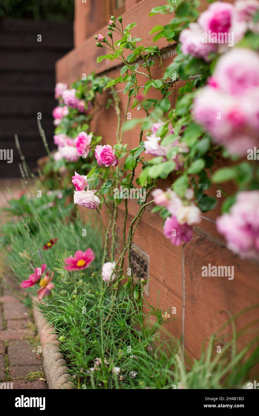 Climbing roses in Cottage Garden Stock Photo - Alamy