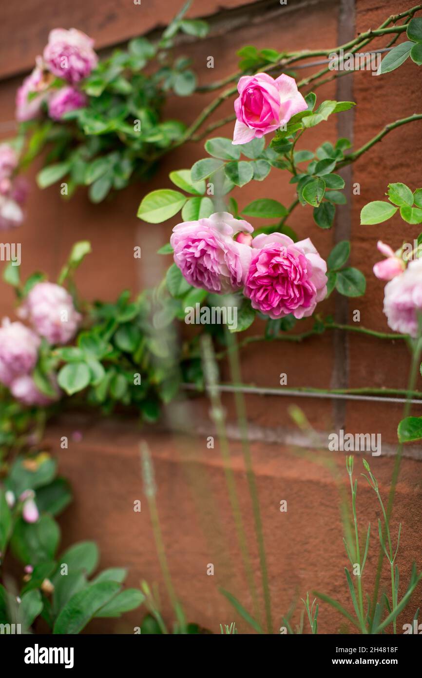 Climbing roses in Cottage Garden Stock Photo - Alamy