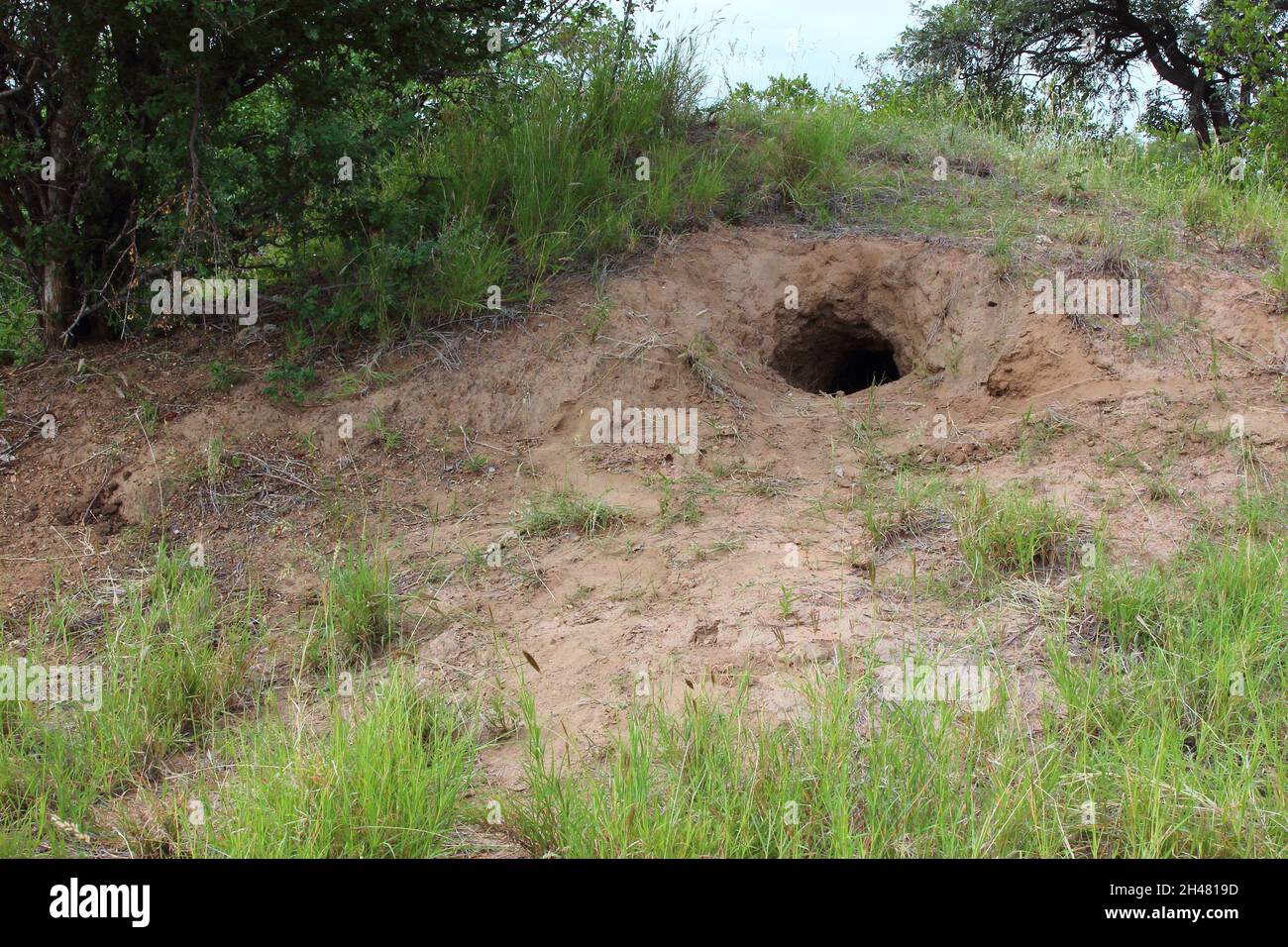 Krüger Park - Afrikanischer Busch - Tierbau / Kruger Park - African ...