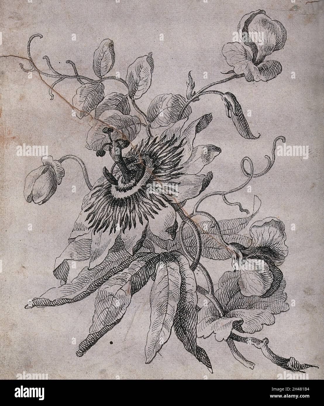 Passion flower (Passiflora species): twining stem with flowers and ...