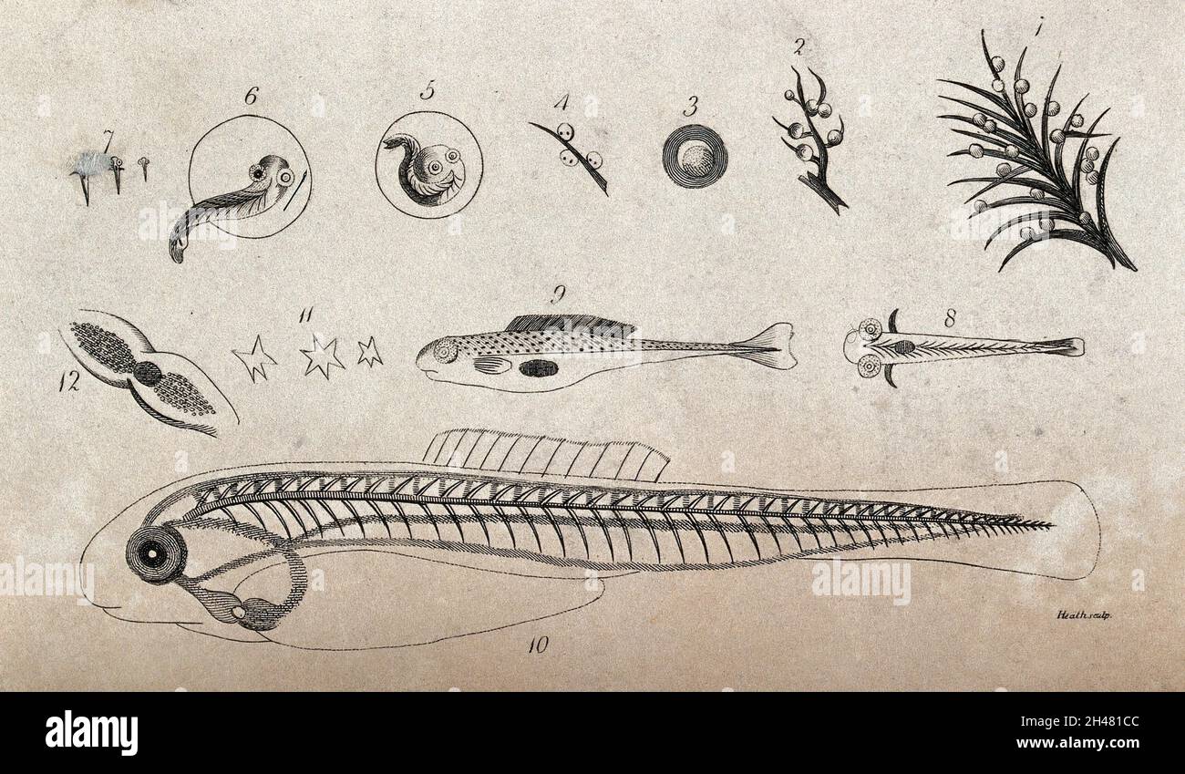 Cross-section of a fish and the stages of its development. Etching by ...
