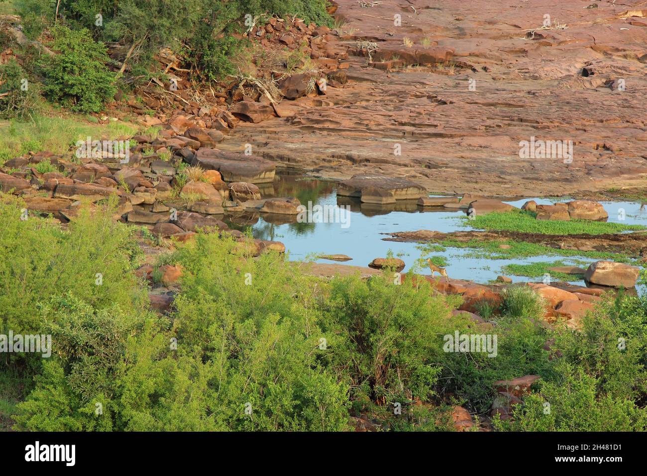 Afrikanischer Busch - Krügerpark - Red Rocks / African Bush - Kruger ...