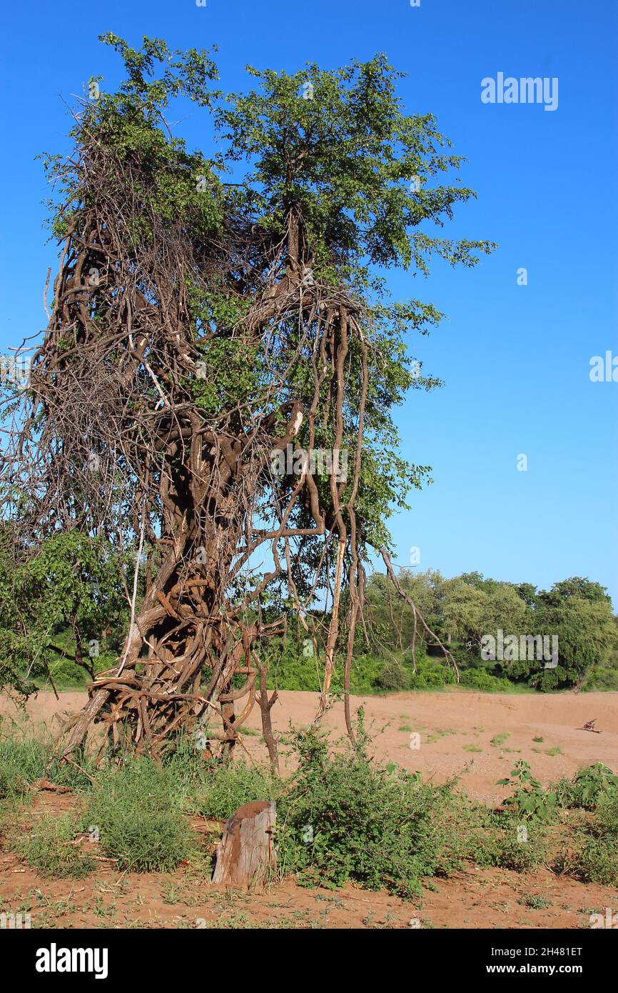 Afrikanischer Busch / African Bush Stock Photo - Alamy