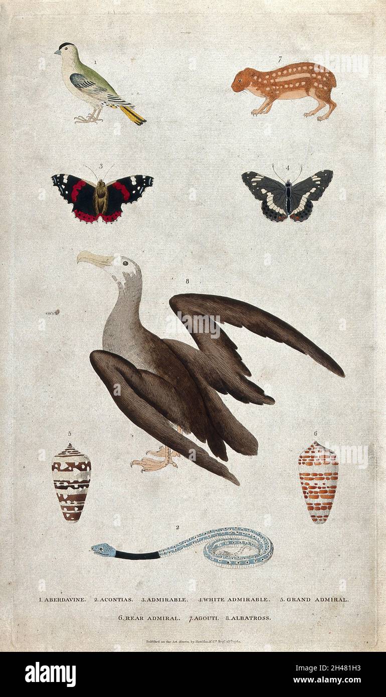 Six different animals, including a bird, a snake, butterflies and a ...