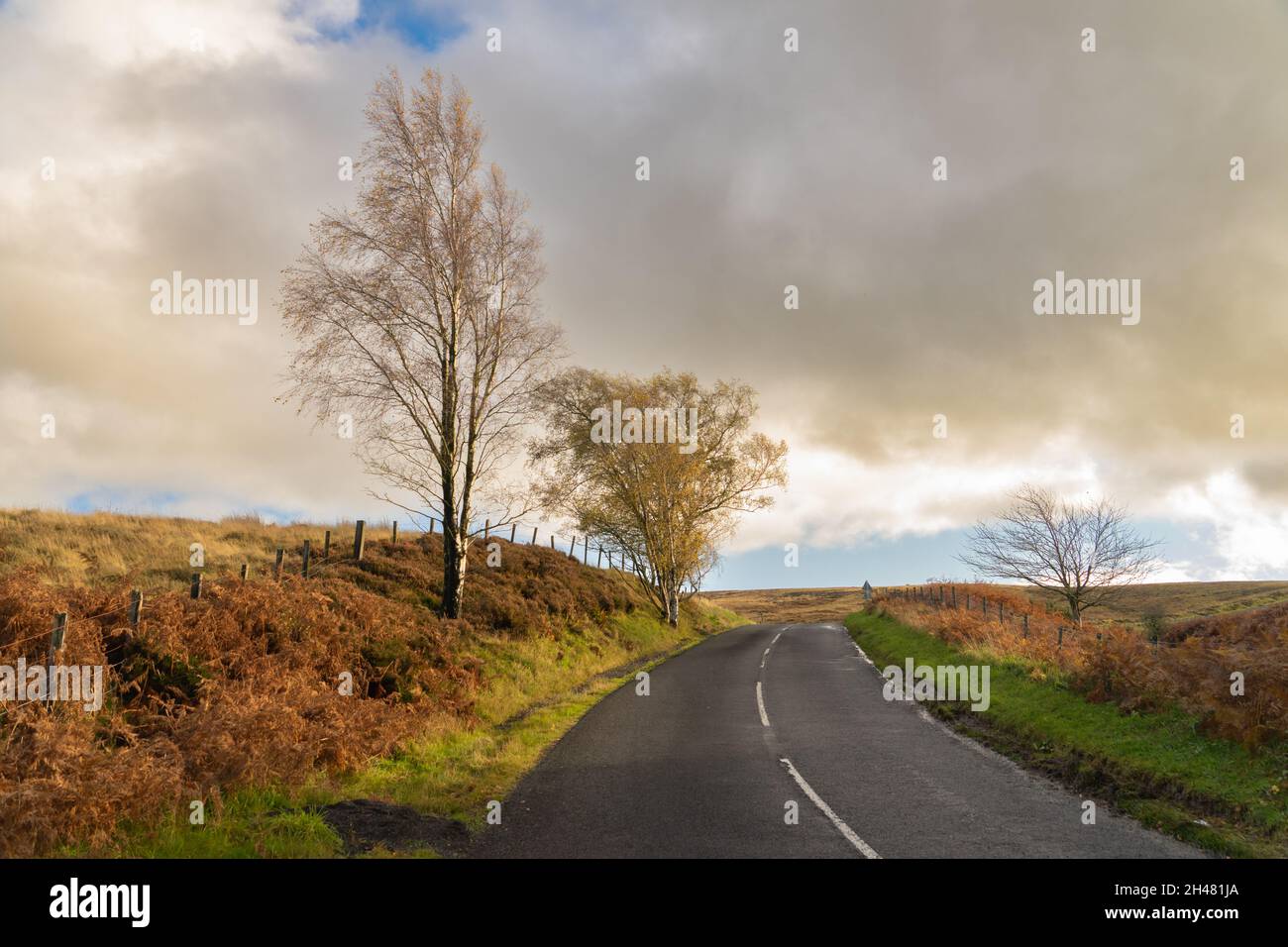 Birch trees in a moor hi-res stock photography and images - Alamy