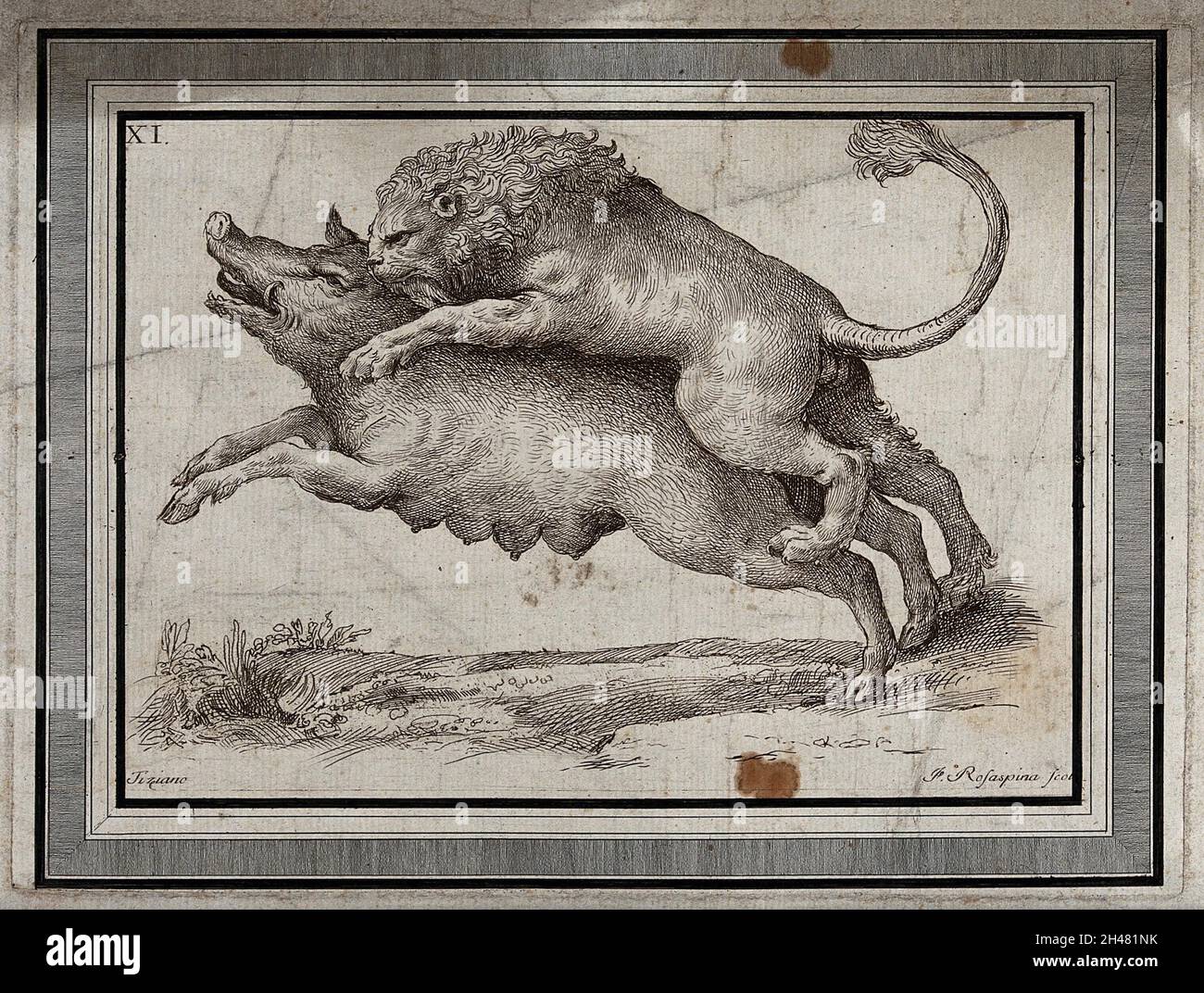 A lion attacking a wild boar. Engraving by F. Rosaspina after Titian ...