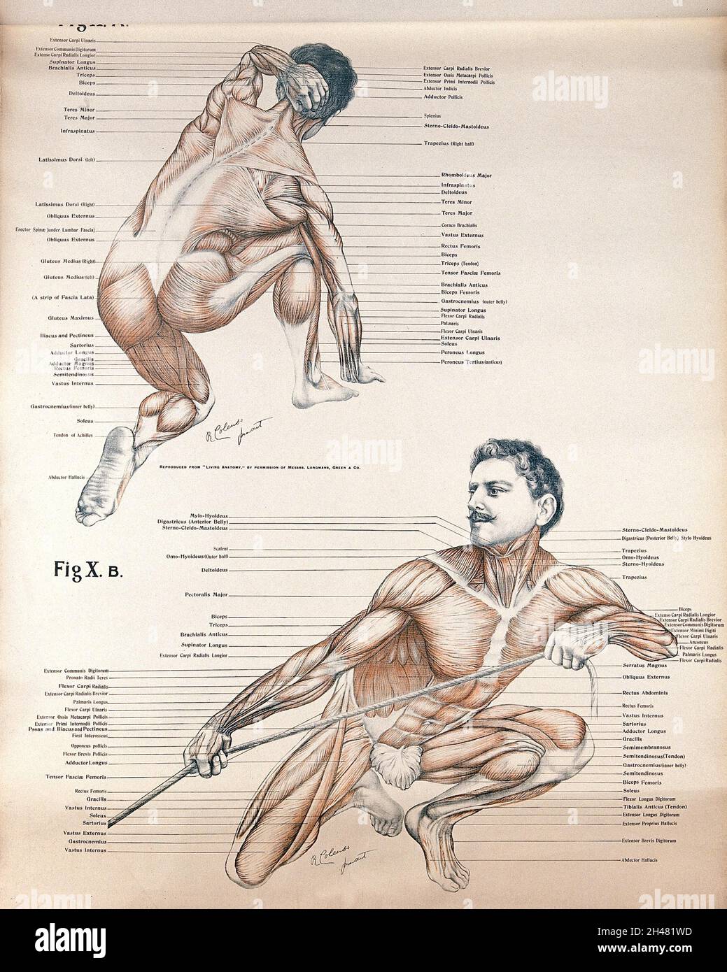 Artistic poses, plate X: two figures of men écorchés. Lithograph by ...