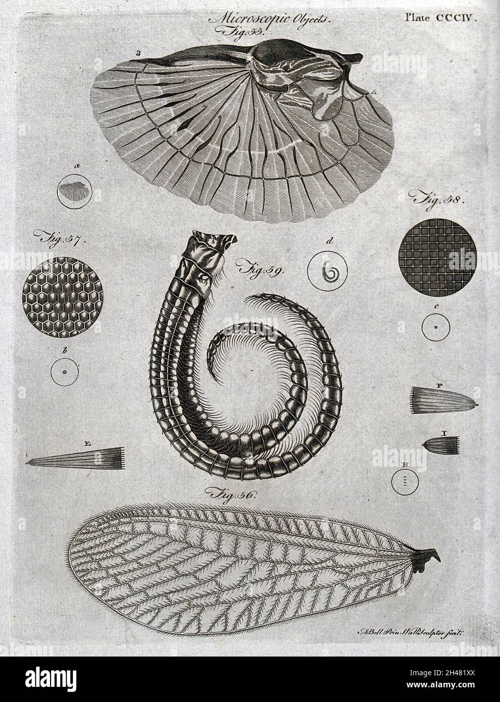 Microscopy: diagrams illustrating insects and parts of insects ...