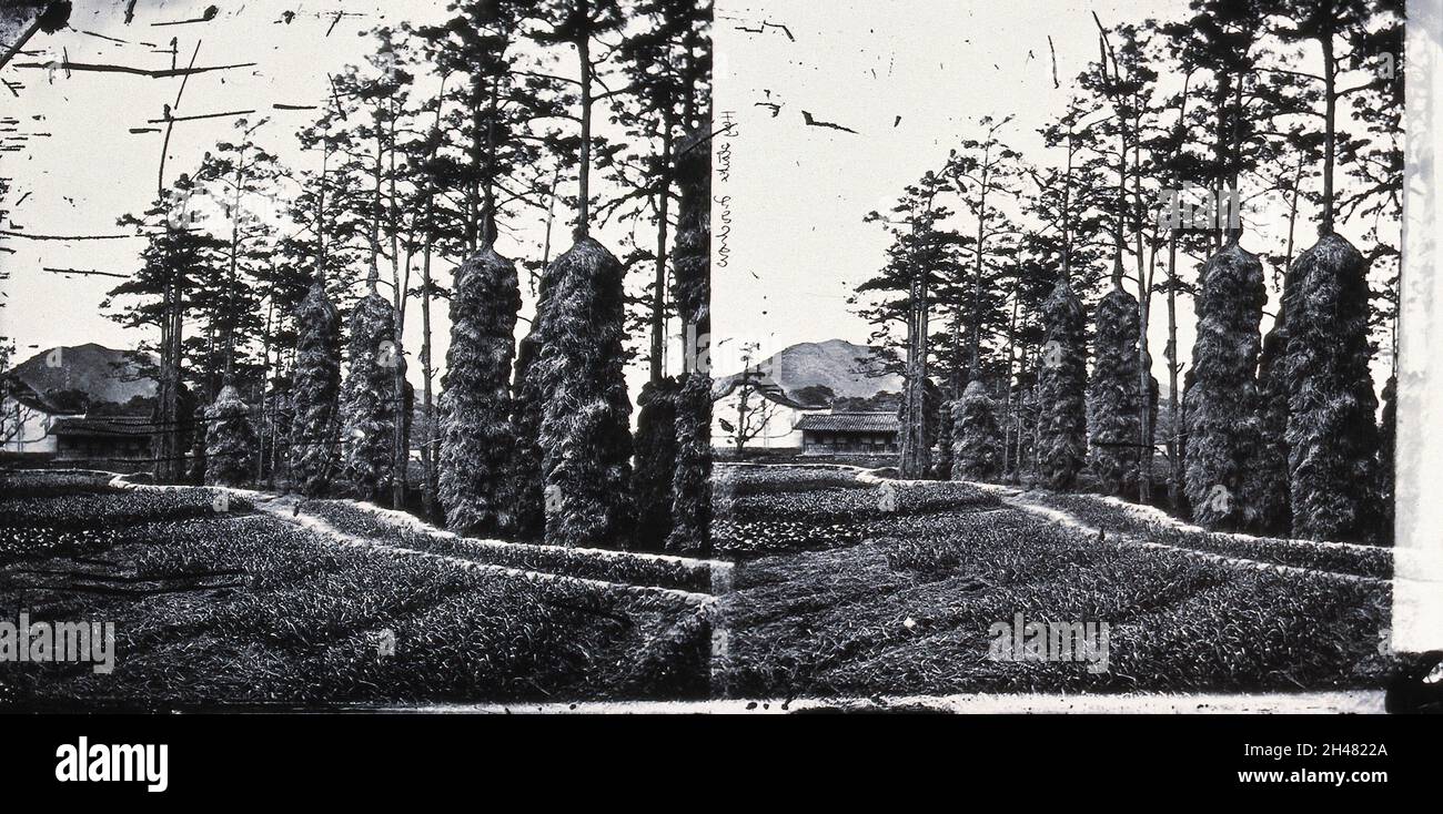 Foochow, Fukien province, China. Photograph, 1981, from a negative by ...