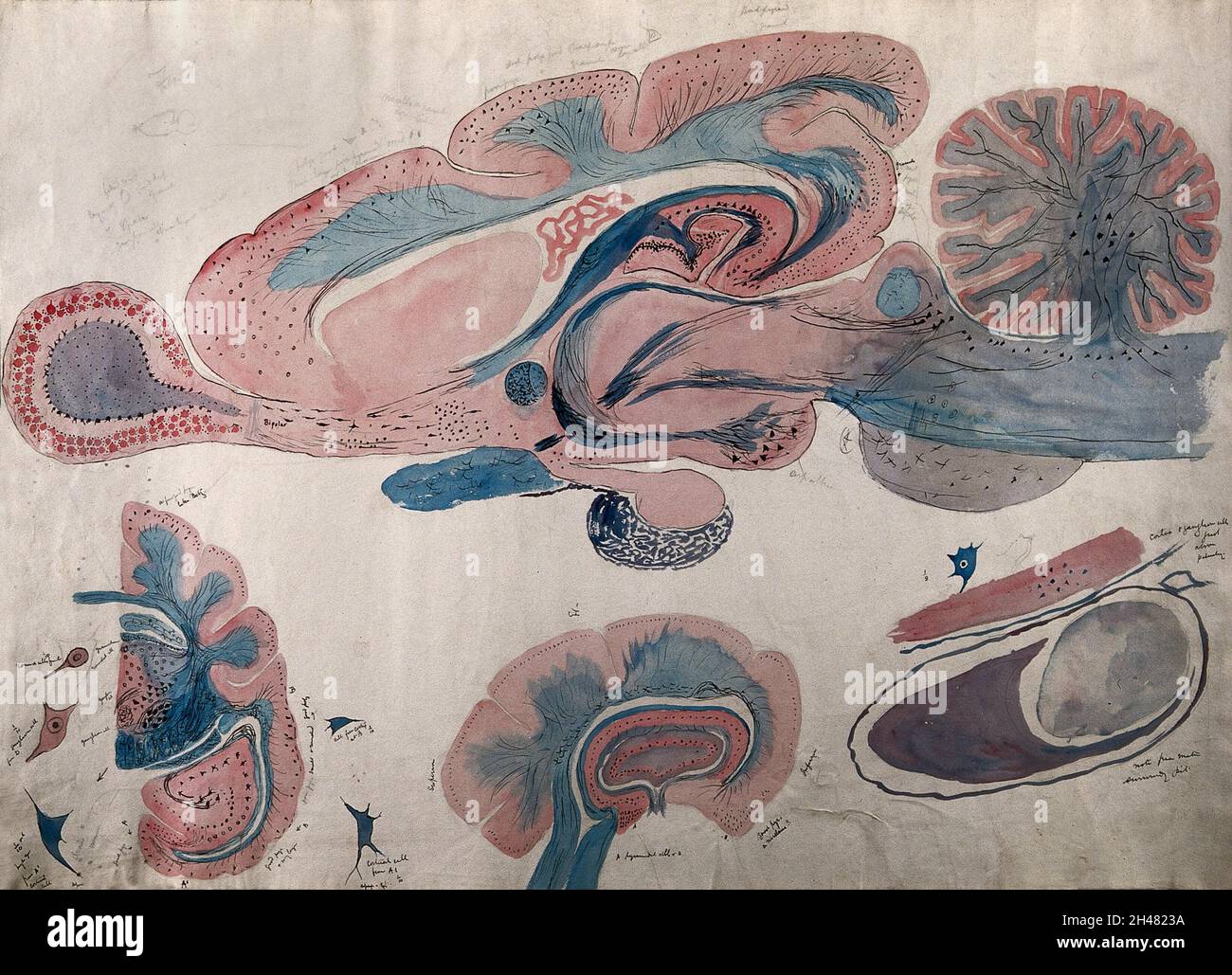 Ferret showing hi-res stock photography and images - Alamy