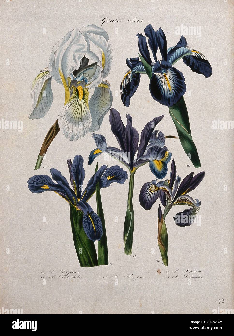 Five types of iris (Iris species): flowering stems. Coloured lithograph ...