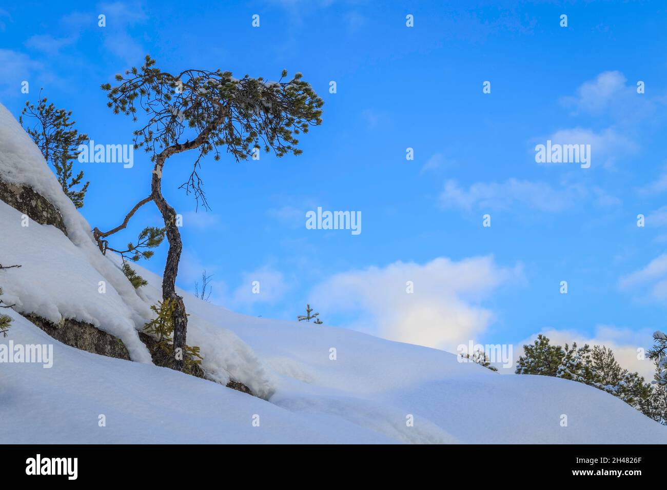 Swedish forest forests pine tree hi-res stock photography and images ...