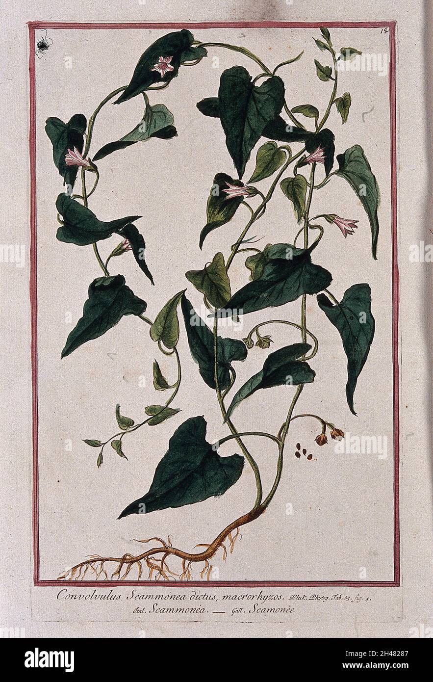 Scammony (Convolvulus scammonia L.): entire flowering and fruiting ...