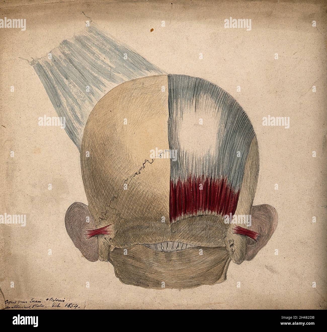 Bones and muscles of the back of the head and ears. Pencil and ...