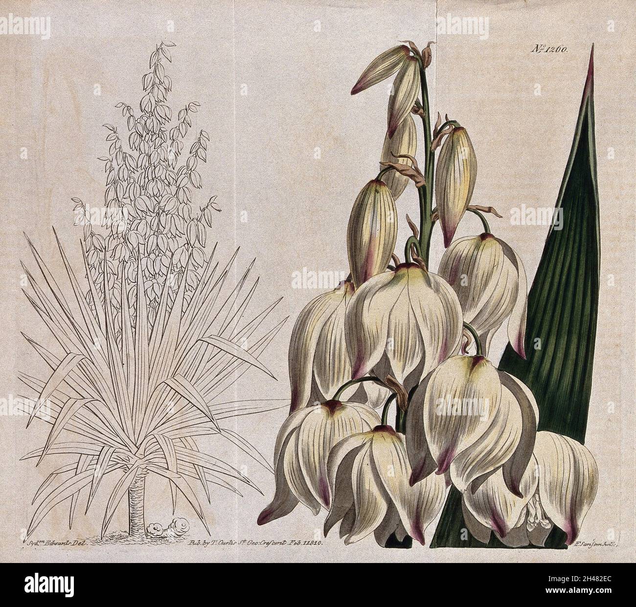 A yucca plant (Yucca gloriosa): flowering stem and whole plant ...