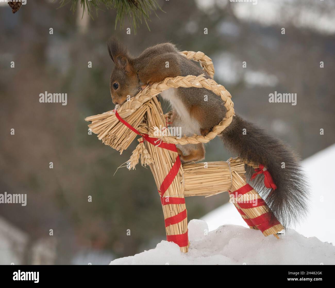 Straw squirrel hi-res stock photography and images - Alamy