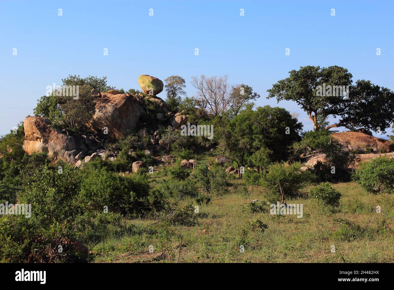 Afrikanischer Busch / African Bush Stock Photo - Alamy