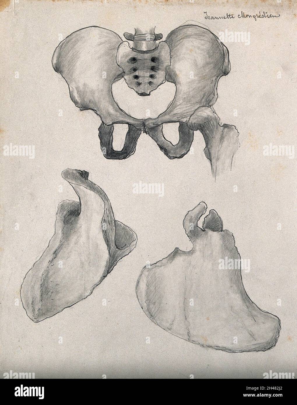 Bones of the pelvis and scapula: three figures. Pencil and chalk ...