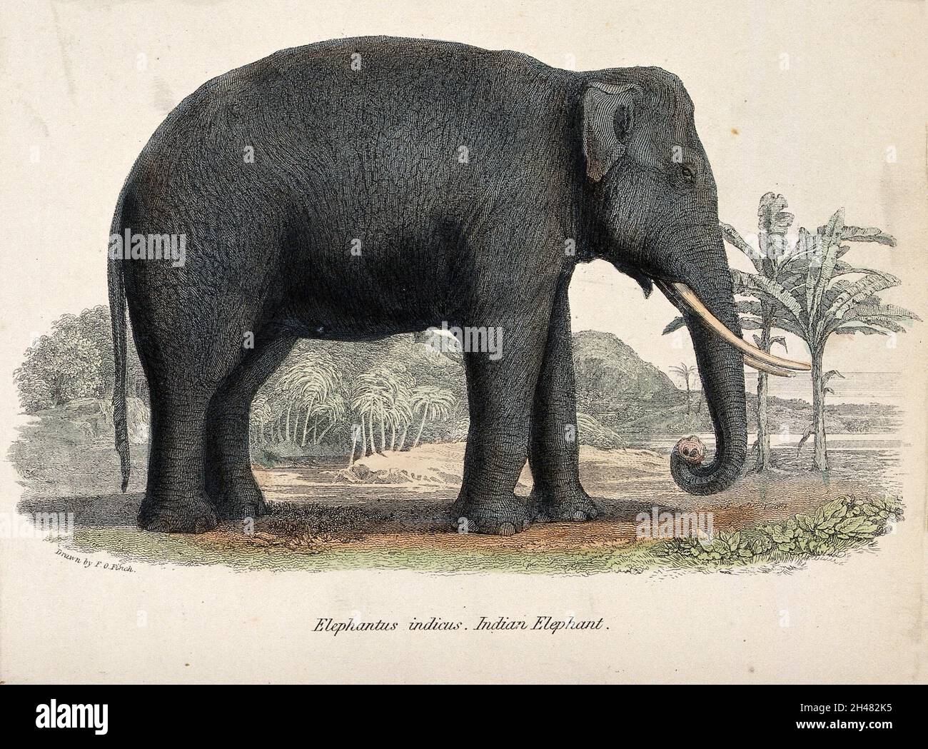 An Indian elephant (Elephas indicus). Coloured etching after F O Finch ...