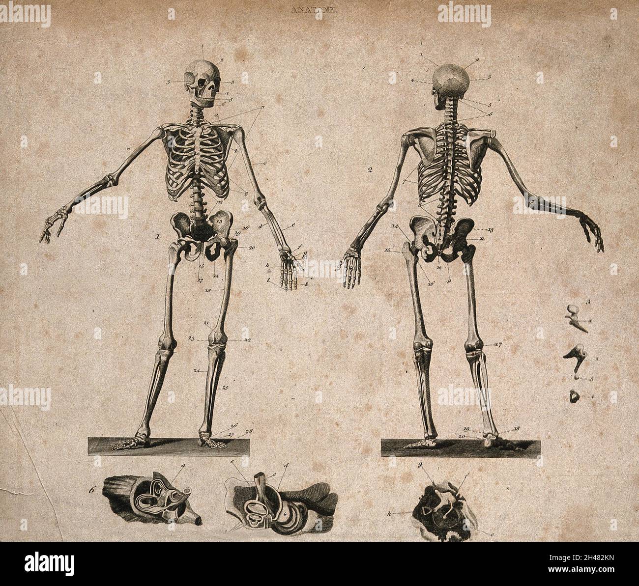 Human skeleton with left arm extended: front and back views; below and ...