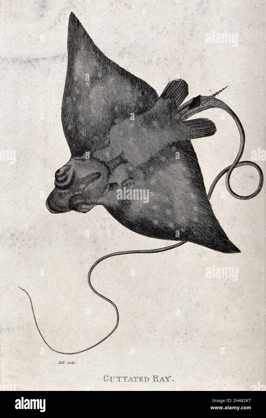 A guttated ray. Engraving by Hill Stock Photo - Alamy