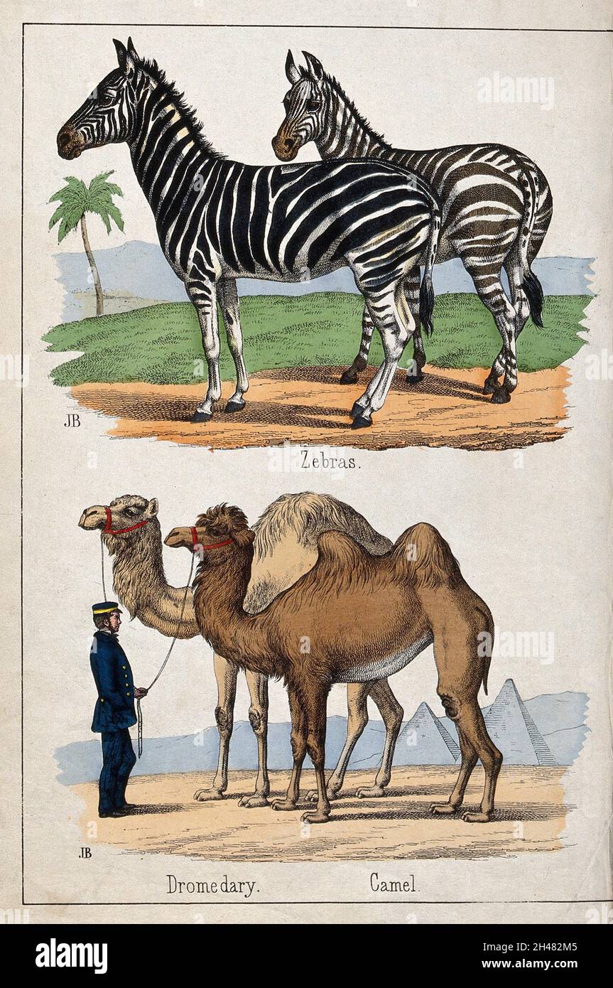 Above, two zebras; below, a man in a uniform holding a camel and a ...