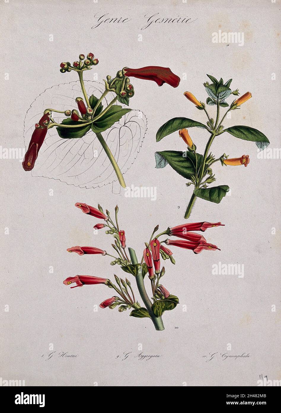 Three tropical flowering plants, all species of the genus Gesneria ...