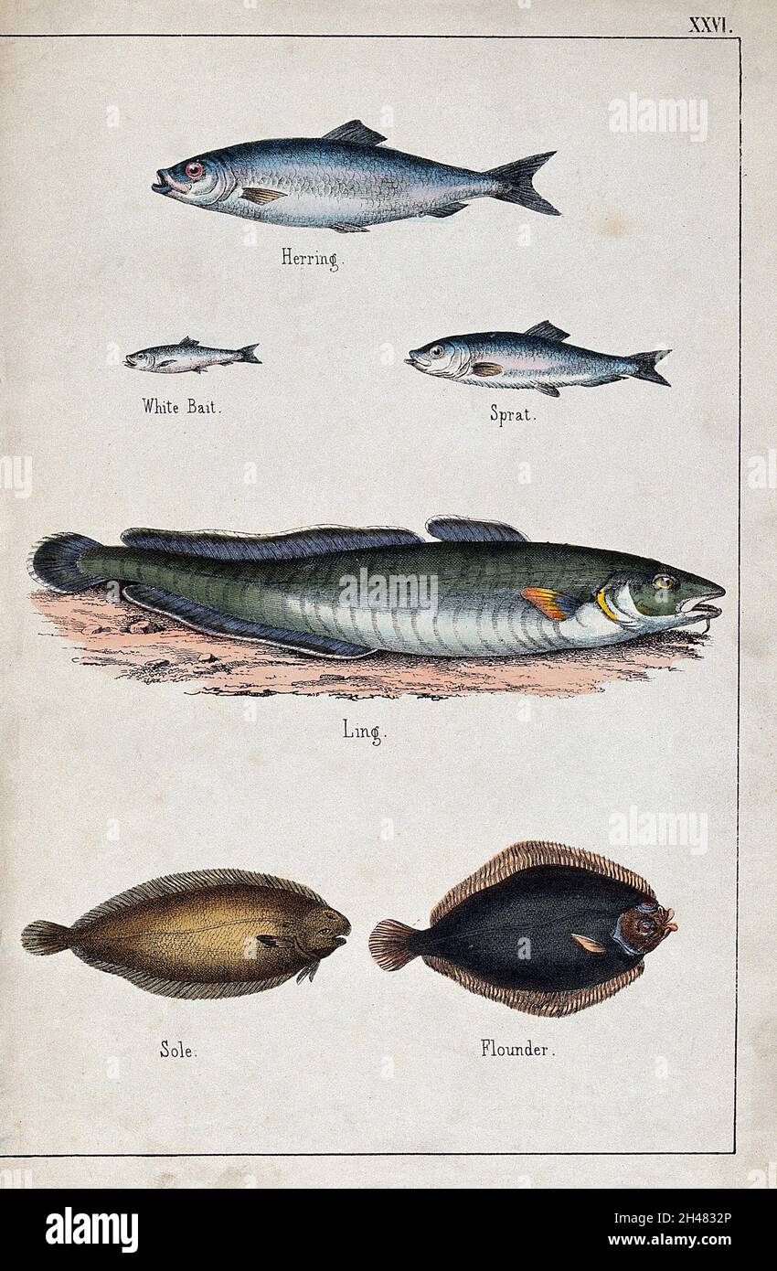 Above, a herring, a white bait and a sprat; below, a ling, a sole and a ...