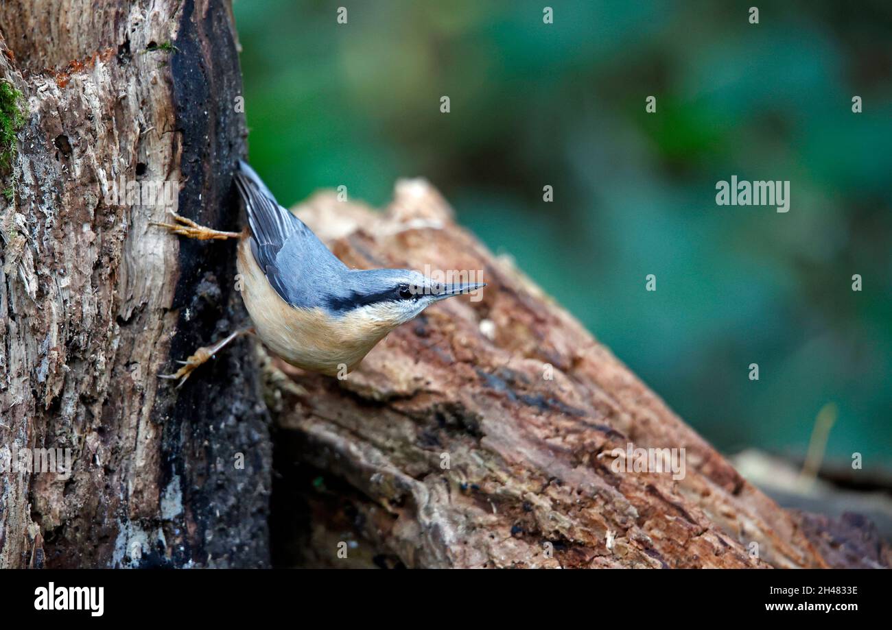Nuthatch foraging for food in the woods Stock Photo - Alamy