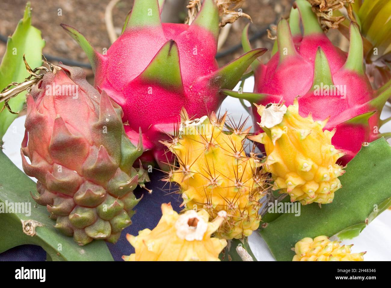 A selection of edible tropical fruit Stock Photo - Alamy