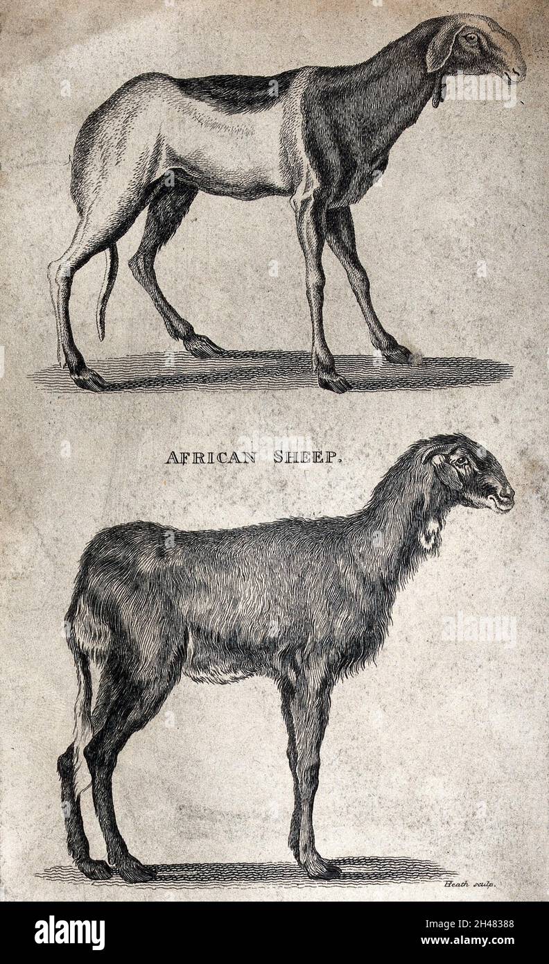 Sheep etching hi-res stock photography and images - Alamy