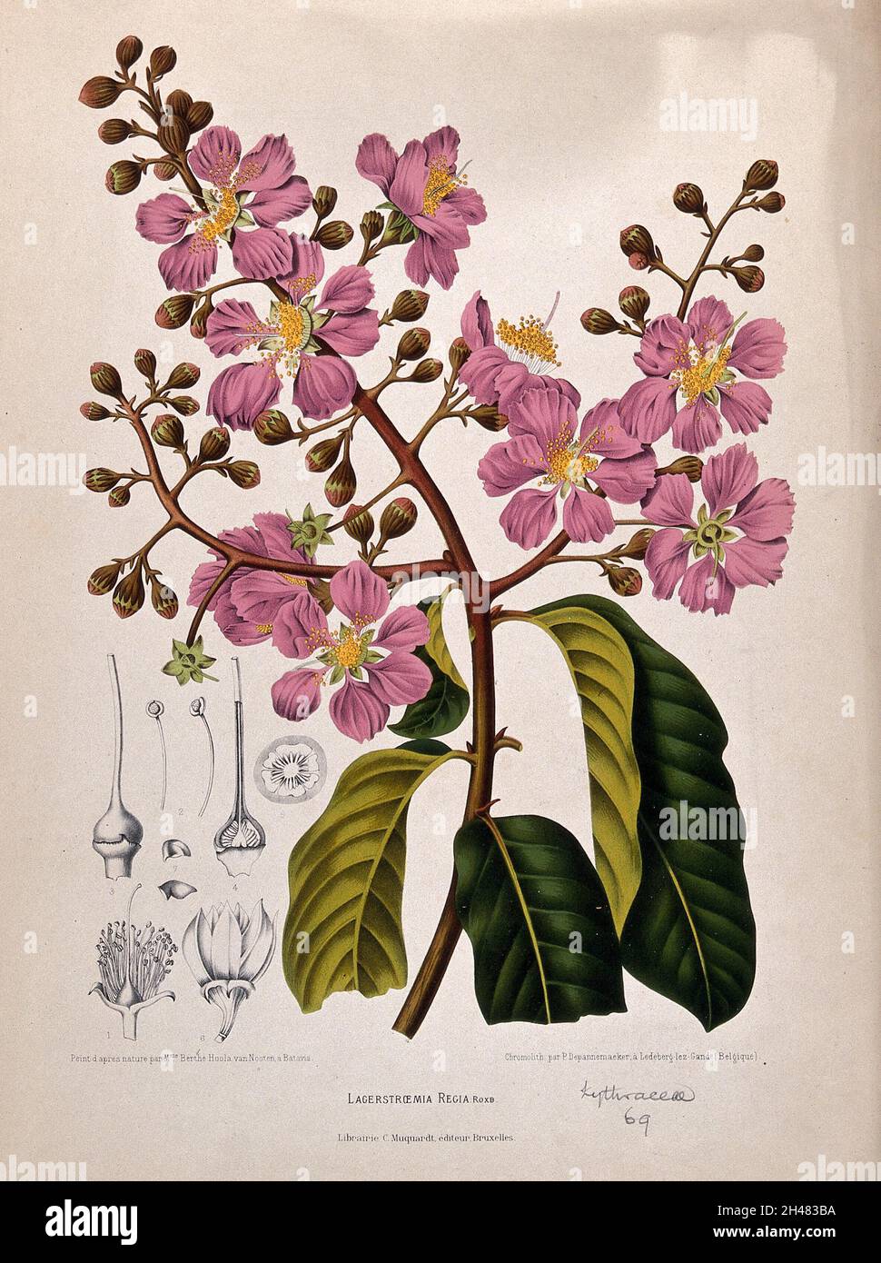 Pride-of-India, queen flower or pyinma (Lagerstroemia speciosa (L ...