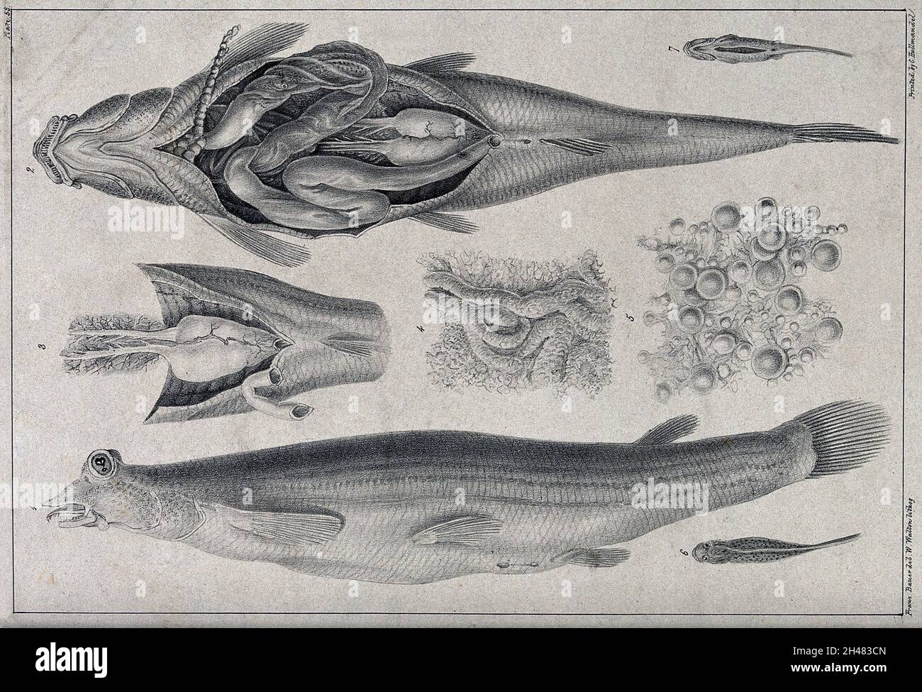 A disembowelled fish with details of its intestines, reproductive ...