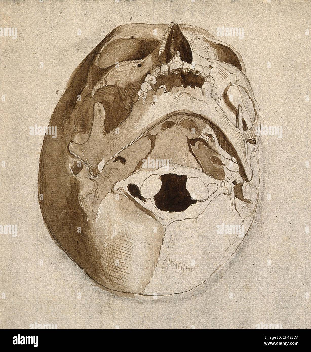 Skull seen from below. Pen and ink wash drawing by C. Landseer(?), or a ...