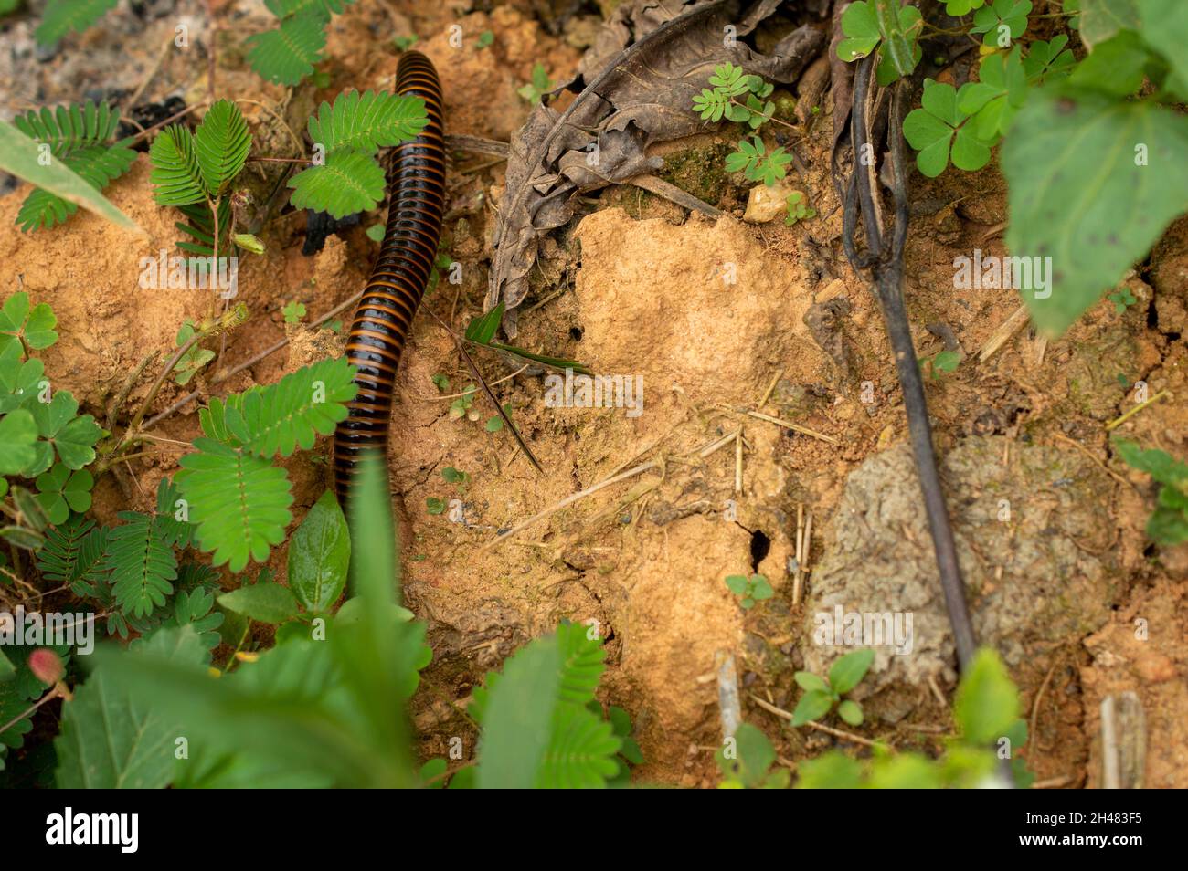 Arthropods Millipedes