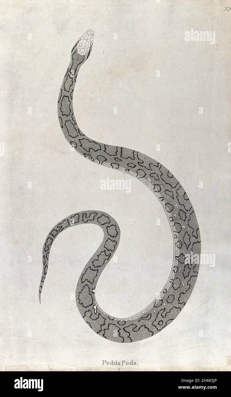 An Indian snake: Pedda Poda. Engraving by W. Skelton, ca. 1796 Stock ...