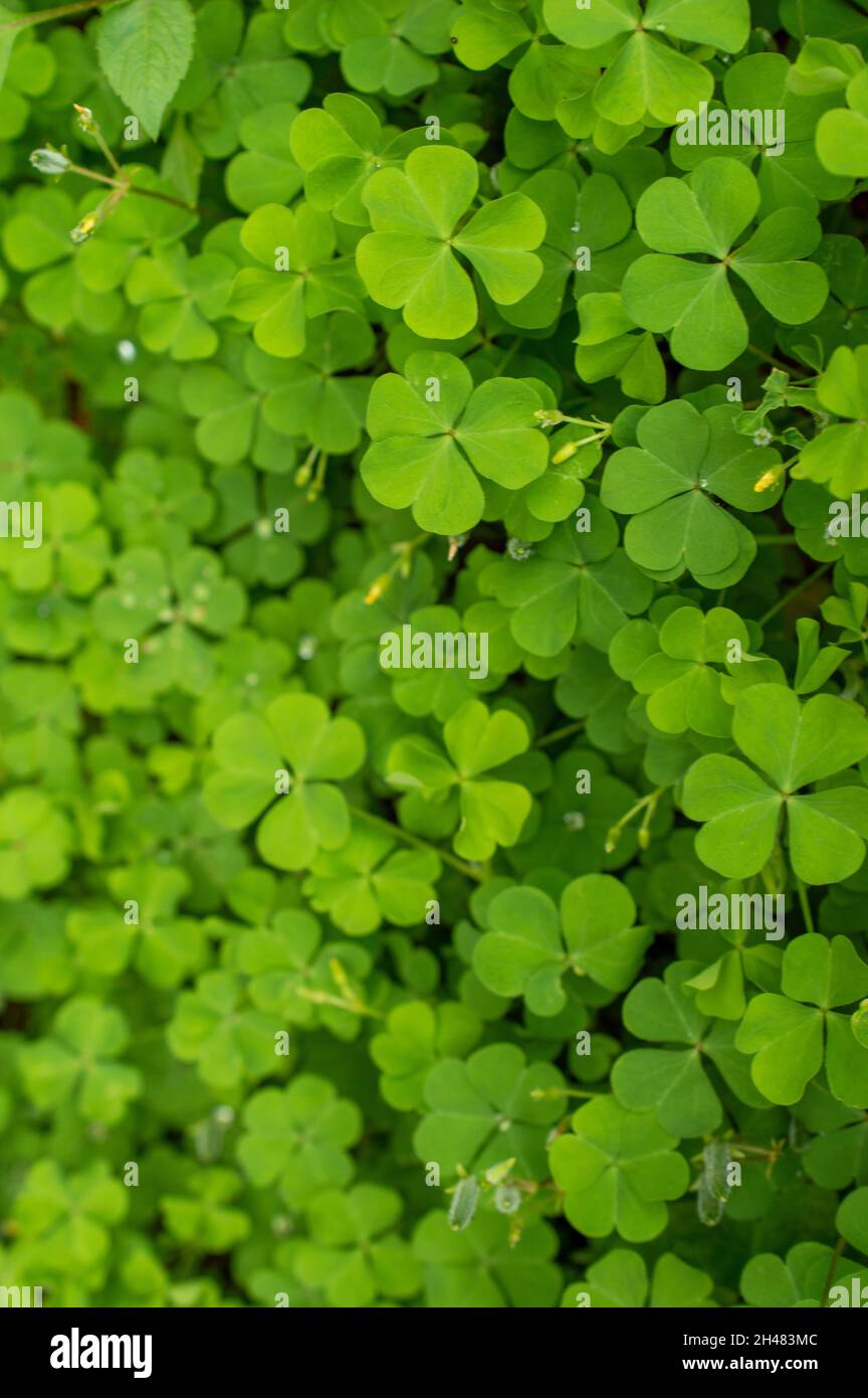 As a medicinal, wood sorrel has been used topically to cool skin ...