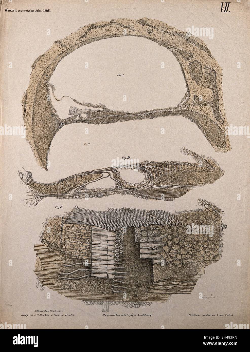 The ear: three diagrams showing the microscopic structure of ampulla of ...