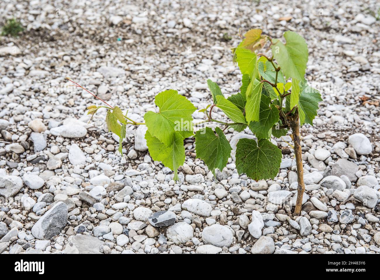 Vine plant with deep roots is growing on the ground covered with ...