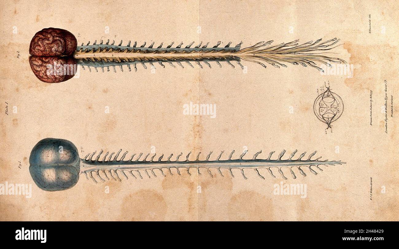 Brain and spinal cord: two figures. Coloured lithograph by William ...